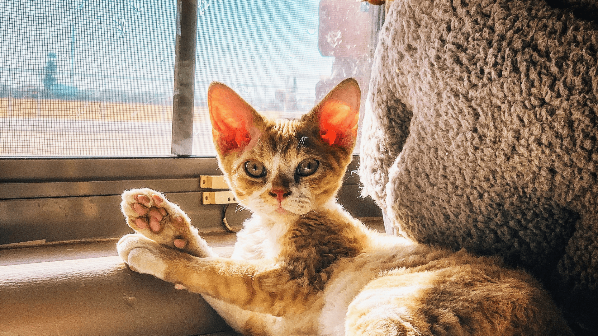 Fetch The Pet Vet FAQs