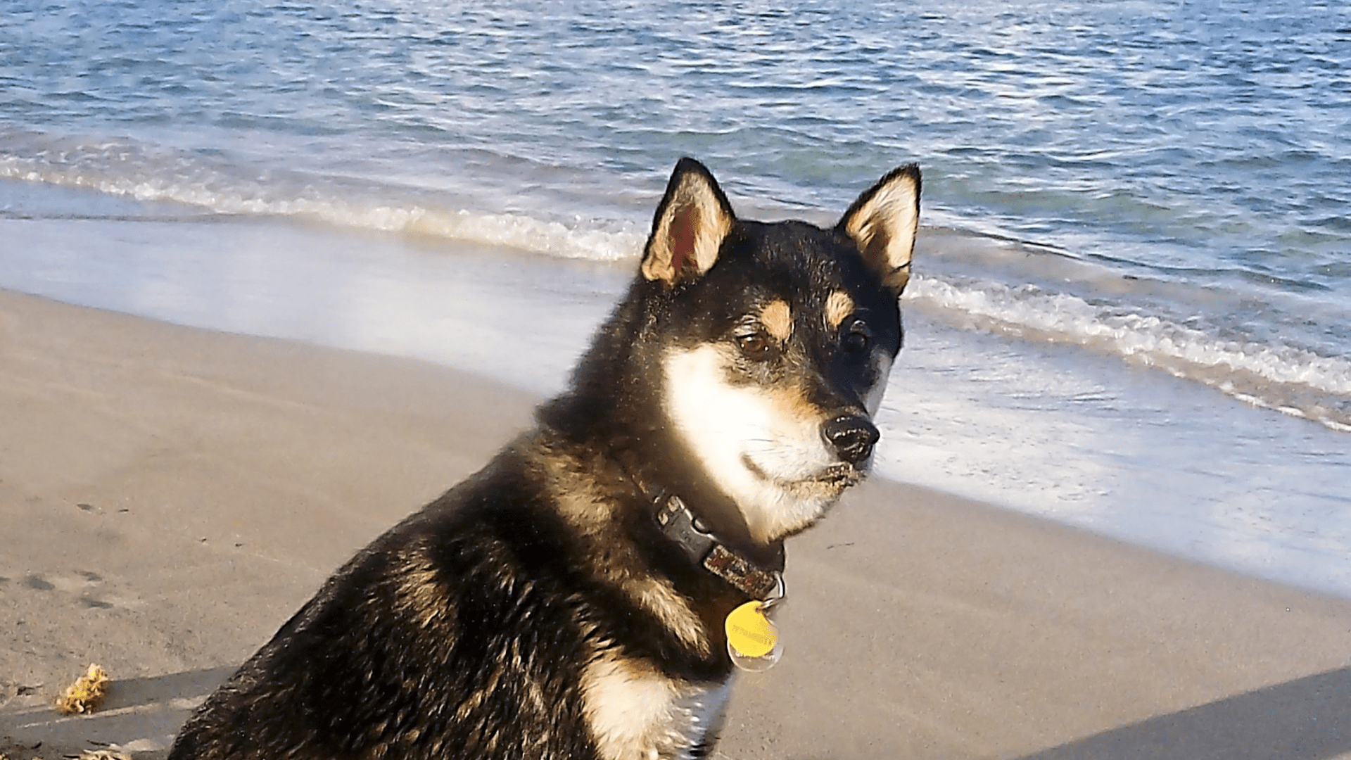 Payment Options For Veterinary Care | Fetch The Pet Vet