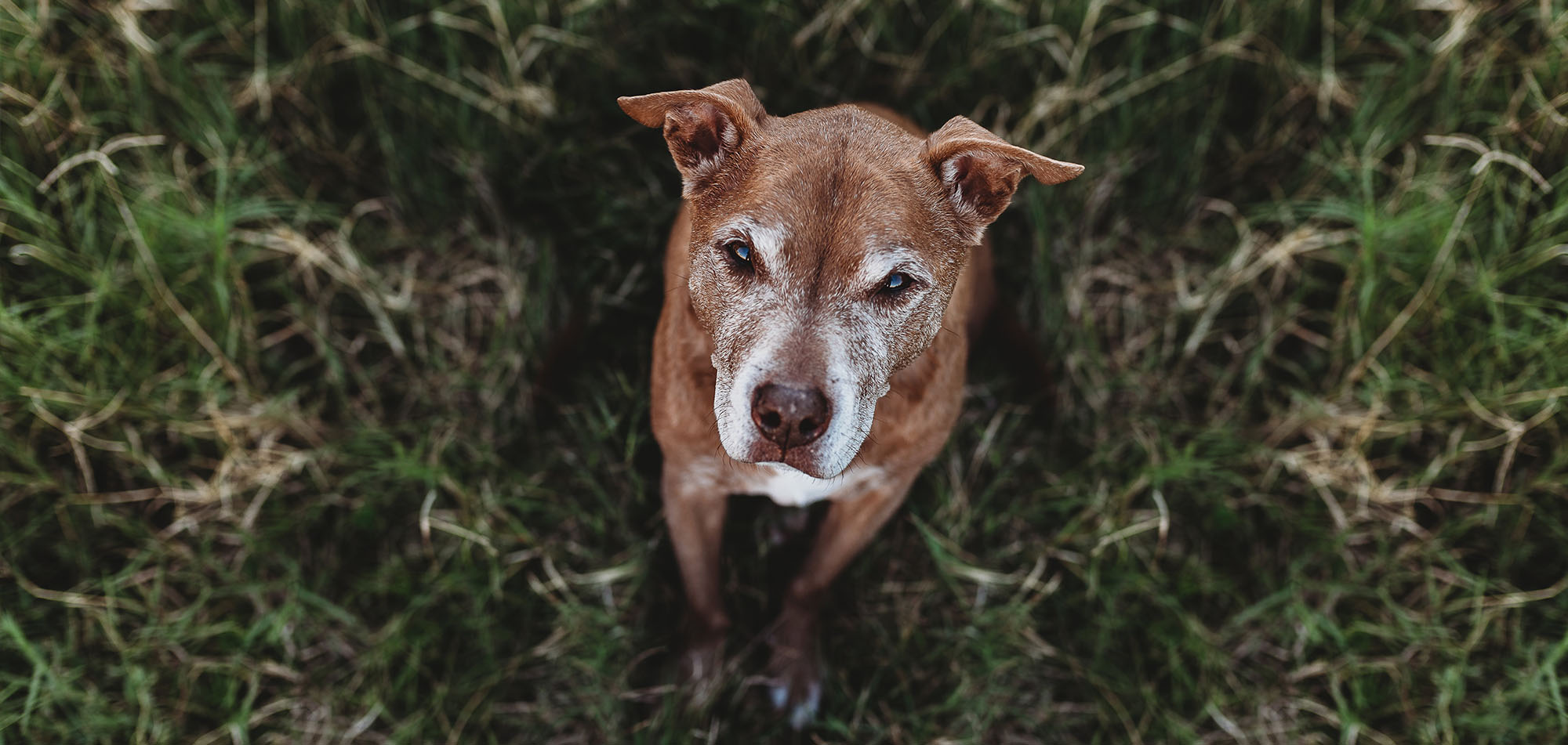 Accessibility Statement | Fetch The Pet Vet